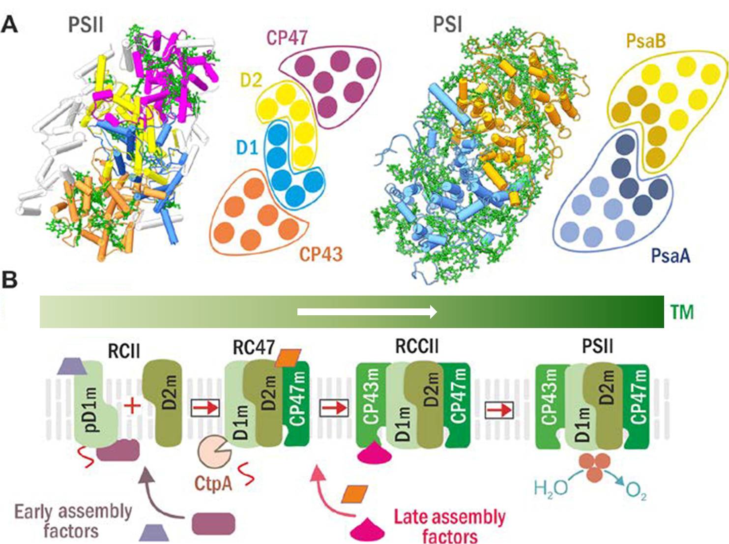 Biogenesis and quality control of the membrane photosynthetic complexes ...