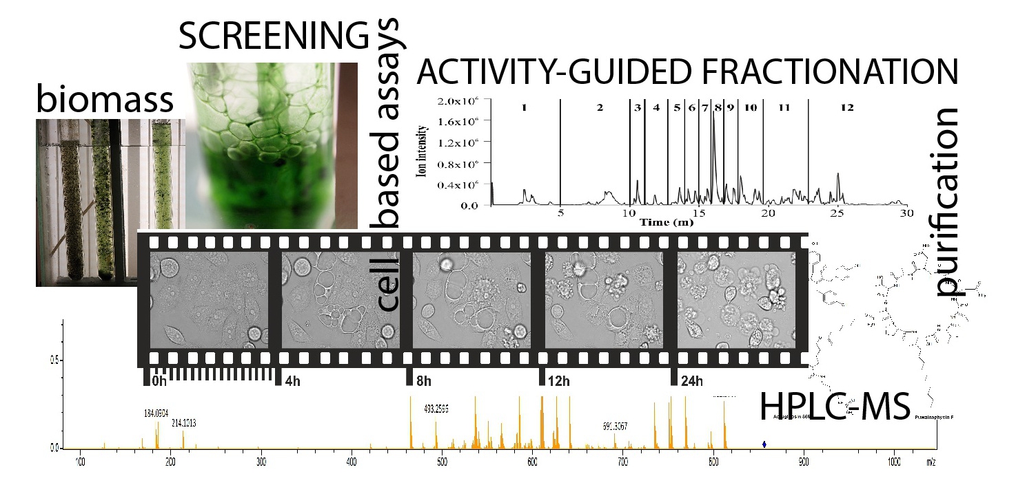 Bioactive compounds from cyanobacteria | Algatech