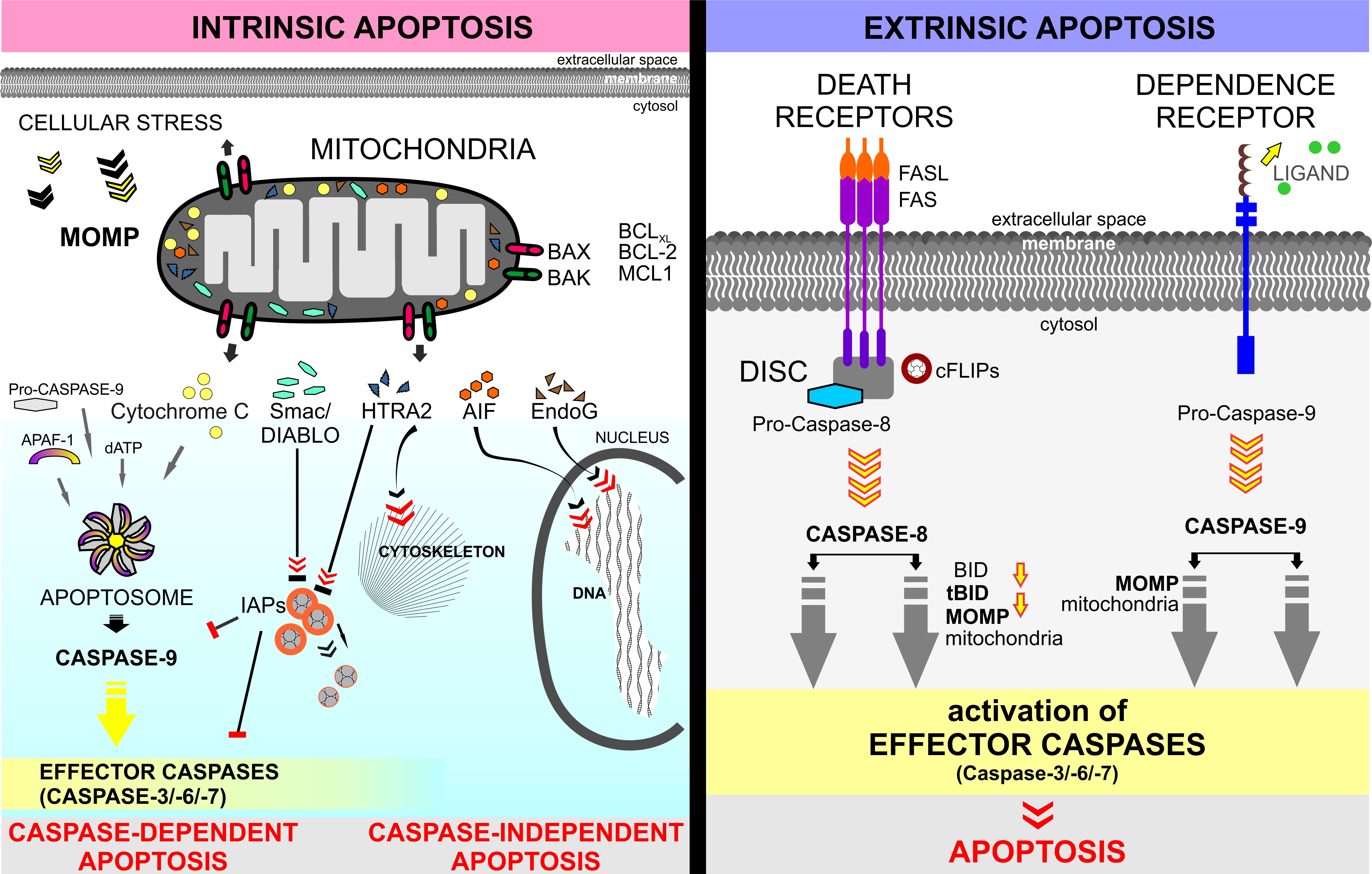 Apoptose Via Intrínseca E Extrínseca - LIBRAIN